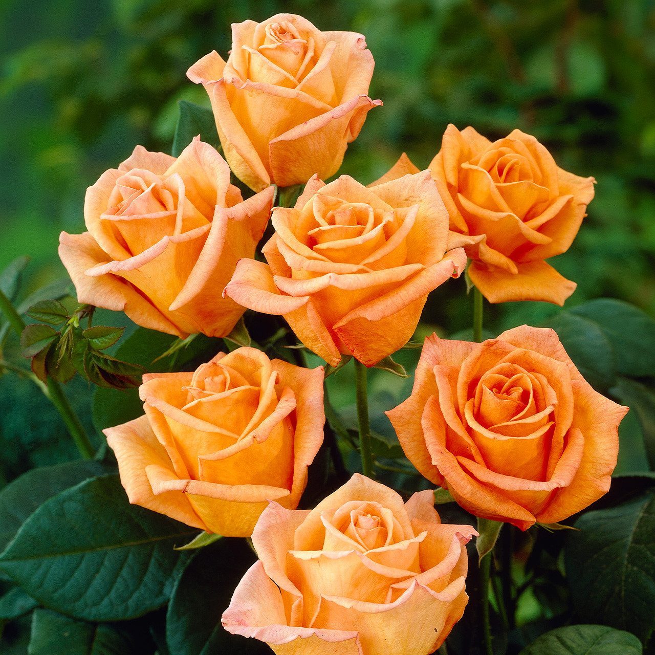 Doris Tysterman - Veski Puukool